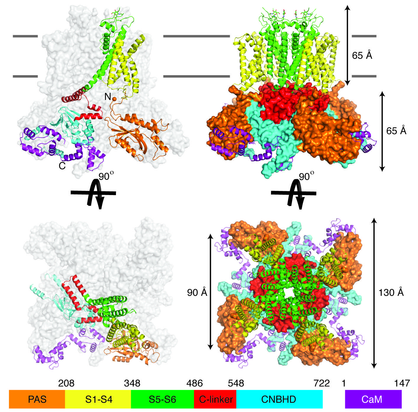 The Rockefeller University » Eag1