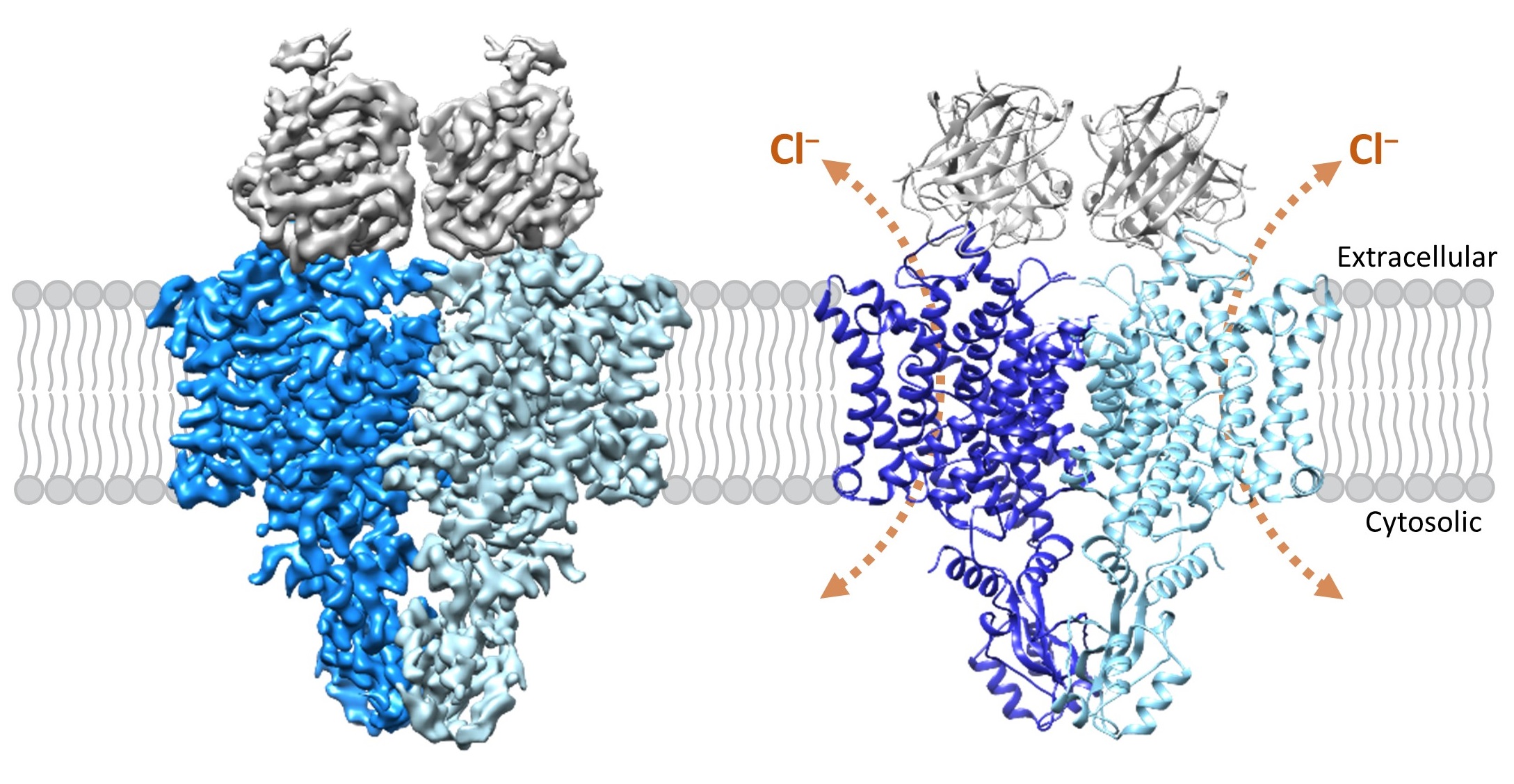 The Rockefeller University » CLC-K channel